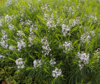 Amsonia hubrechtii