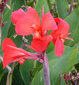 Canna 'Rose Futurity'
