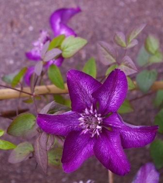 Clematis CASSIS