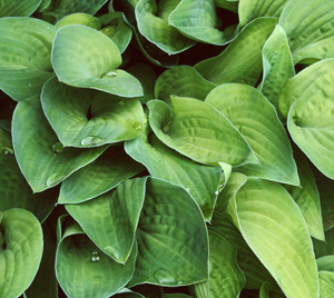 Hosta 'Gold Edger'